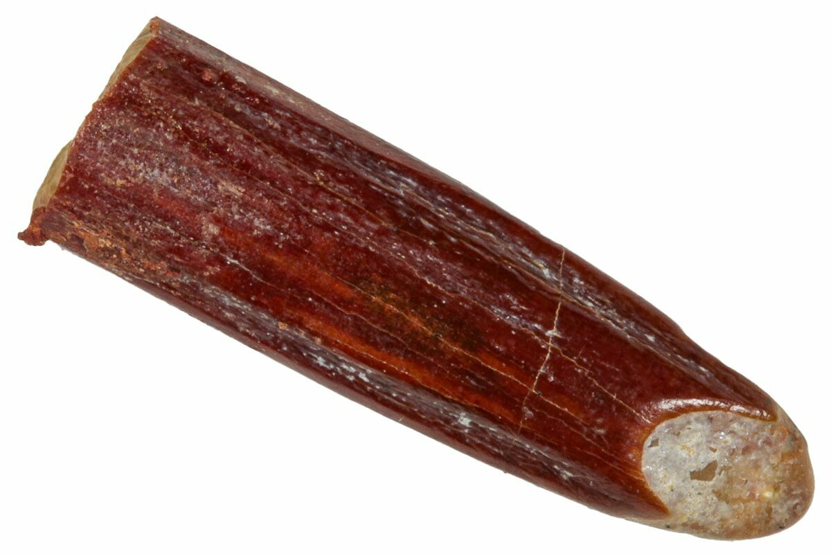 69 Fossil Sauropod Dinosaur Rebbachisaurus Tooth Morocco 267308