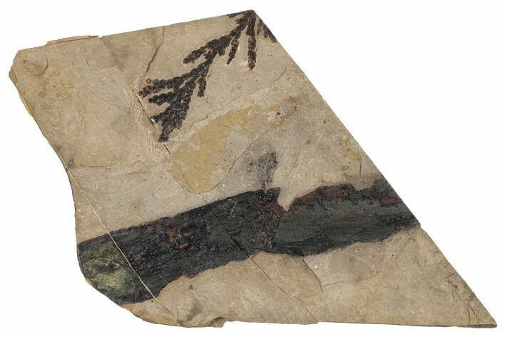 1.8" Conifer (Chamaecyparis?) Fossil - McAbee, BC (#271258) For Sale ...