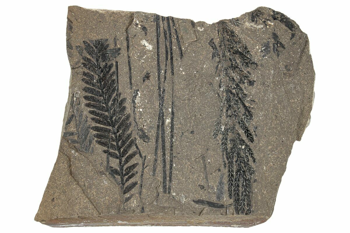 3.15" Conifer Needle Fossil Plate - McAbee, BC (#271276) For Sale ...