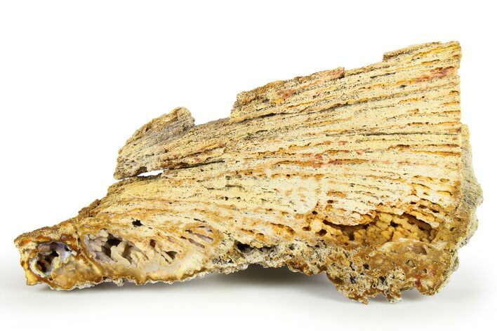 9.0" Agatized Fossil Coral - Florida (#271618) For Sale - FossilEra.com