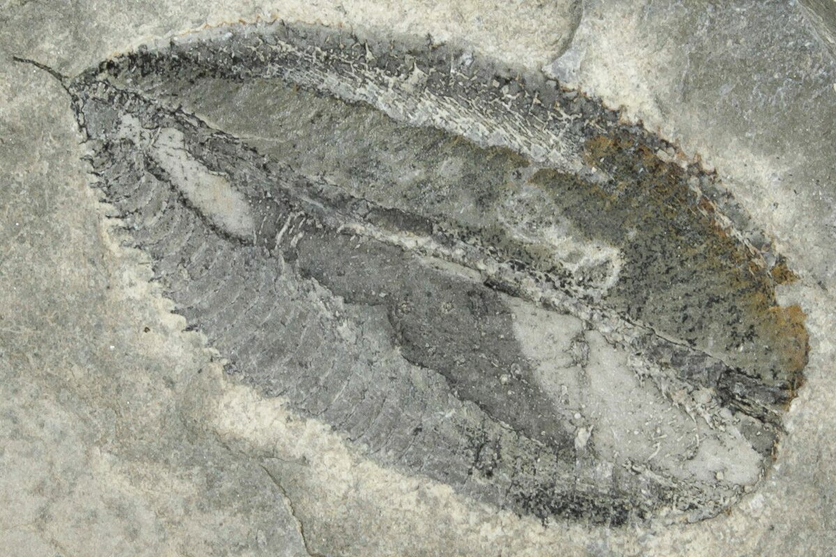 1.2" Ordovician Graptolite (Phyllograptus) - Fillmore Formation, Utah ...
