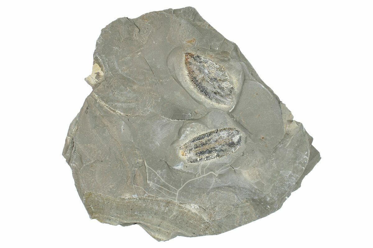 4.9" Plate of Ordovician Graptolite (Phyllograptus) Fossils - Utah ...