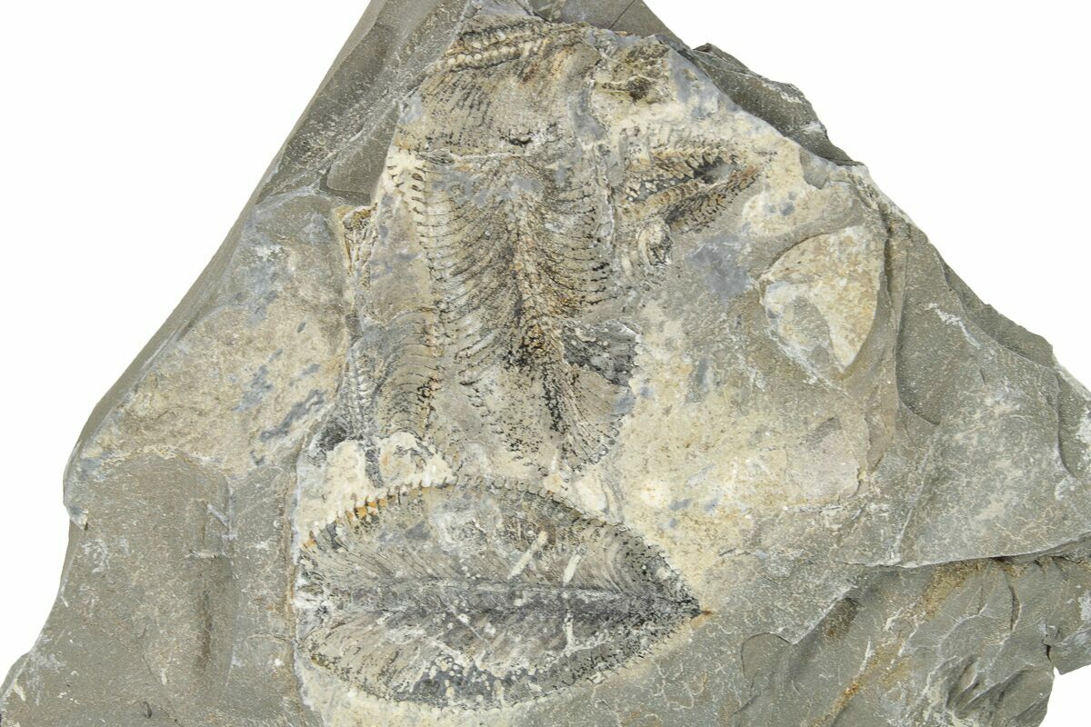 3.6" Plate of Ordovician Graptolite (Phyllograptus) Fossils - Utah ...