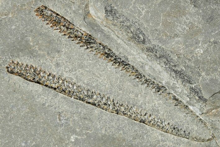 1.15" Ordovician Graptolite (Didymograptus) - Fillmore Formation, Utah ...
