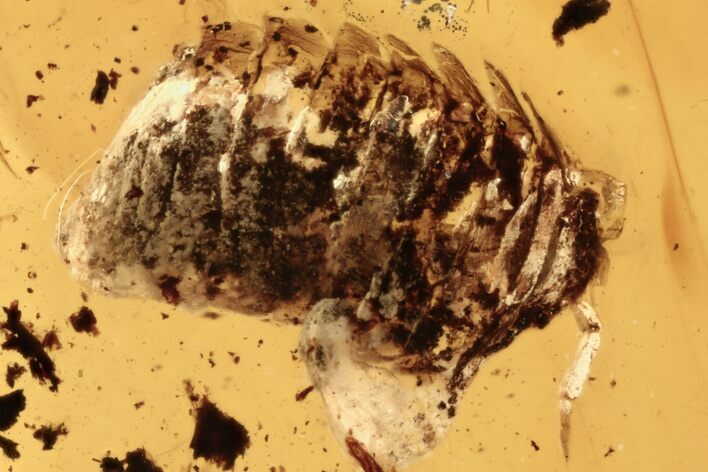 Fossil Woodlouse (Isopoda) In Baltic Amber - Rare (#272201) For Sale ...