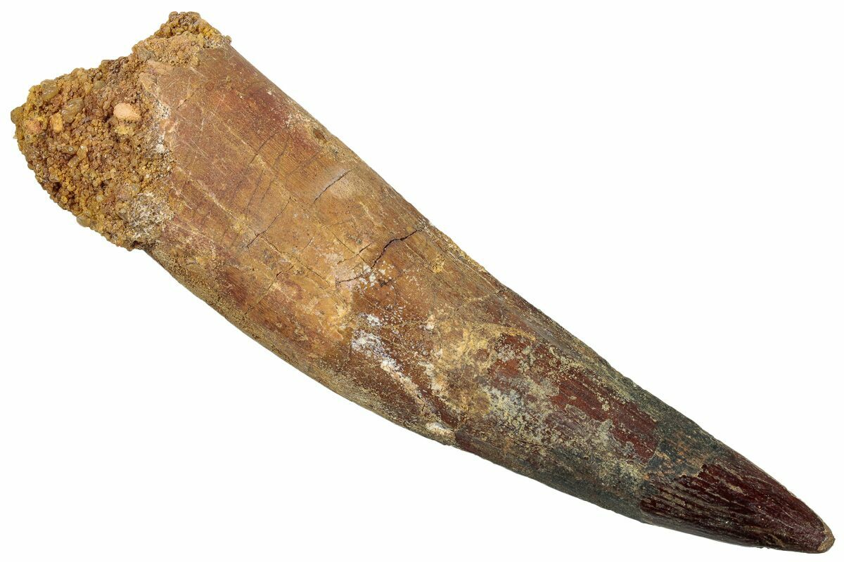 4.90" Real Fossil Spinosaurus Tooth - Huge Dinosaur Tooth (#272136) For ...