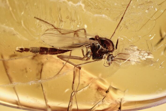 Detailed Fossil True Midge (Chironomidae) in Baltic Amber (#272180) For ...