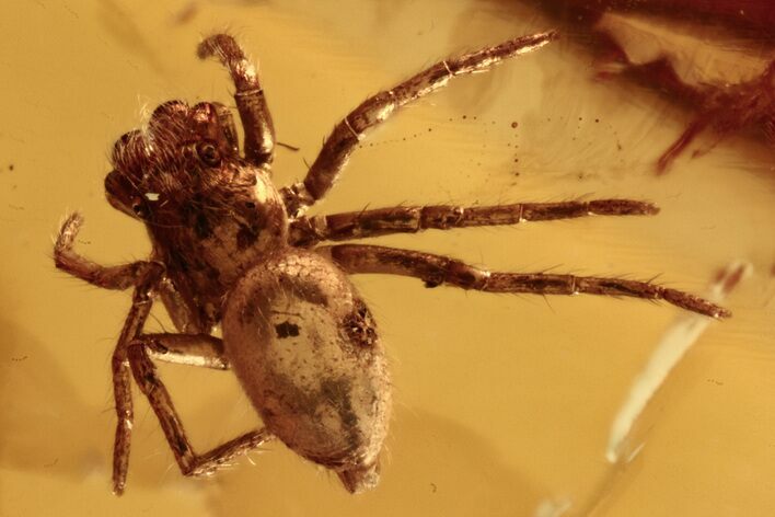 Detailed Fossil Jumping Spider (Salticidae) In Baltic Amber - Rare ...