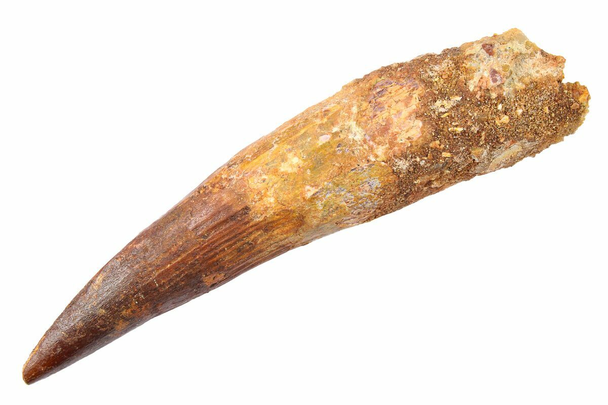 4.78" Real Fossil Spinosaurus Tooth - Huge Dinosaur Tooth (#272456) For ...