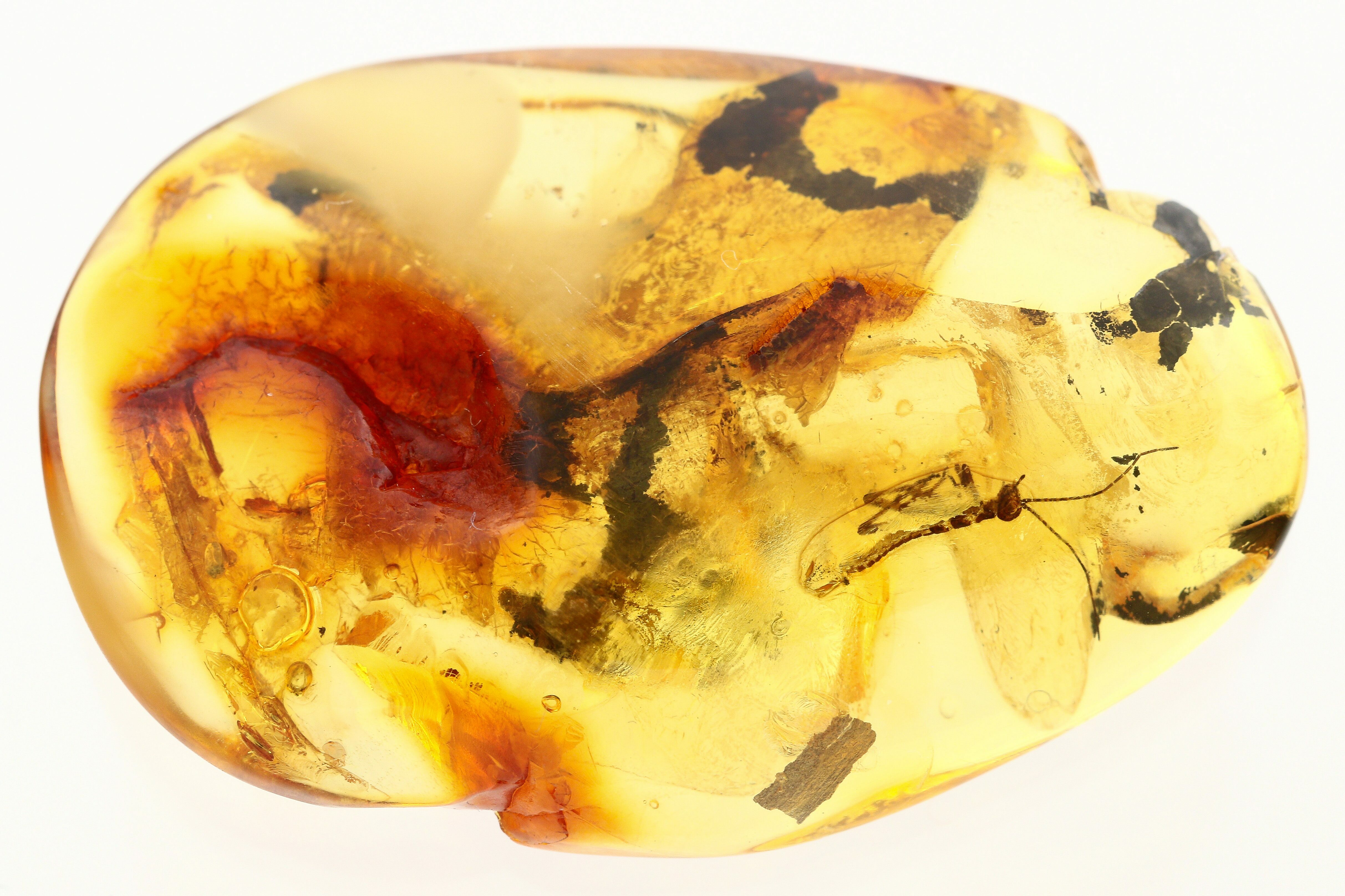 Fossil Walking Stick (Phasmatodea) In Baltic Amber - Rare Inclusion ...