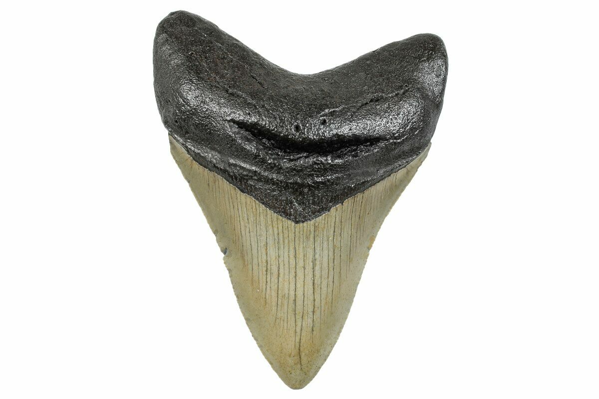 Serrated, 3.72" Fossil Megalodon Tooth - North Carolina (#272852) For ...