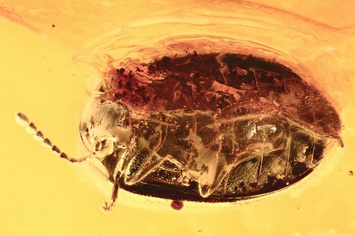 Detailed Fossil Marsh Beetle (Scirtidae) in Baltic Amber (#273201) For ...