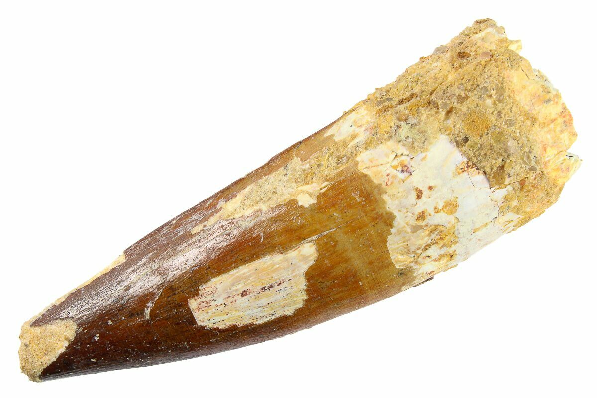 3.05" Real Fossil Spinosaurus Tooth - Huge Dinosaur Tooth (#273056) For ...