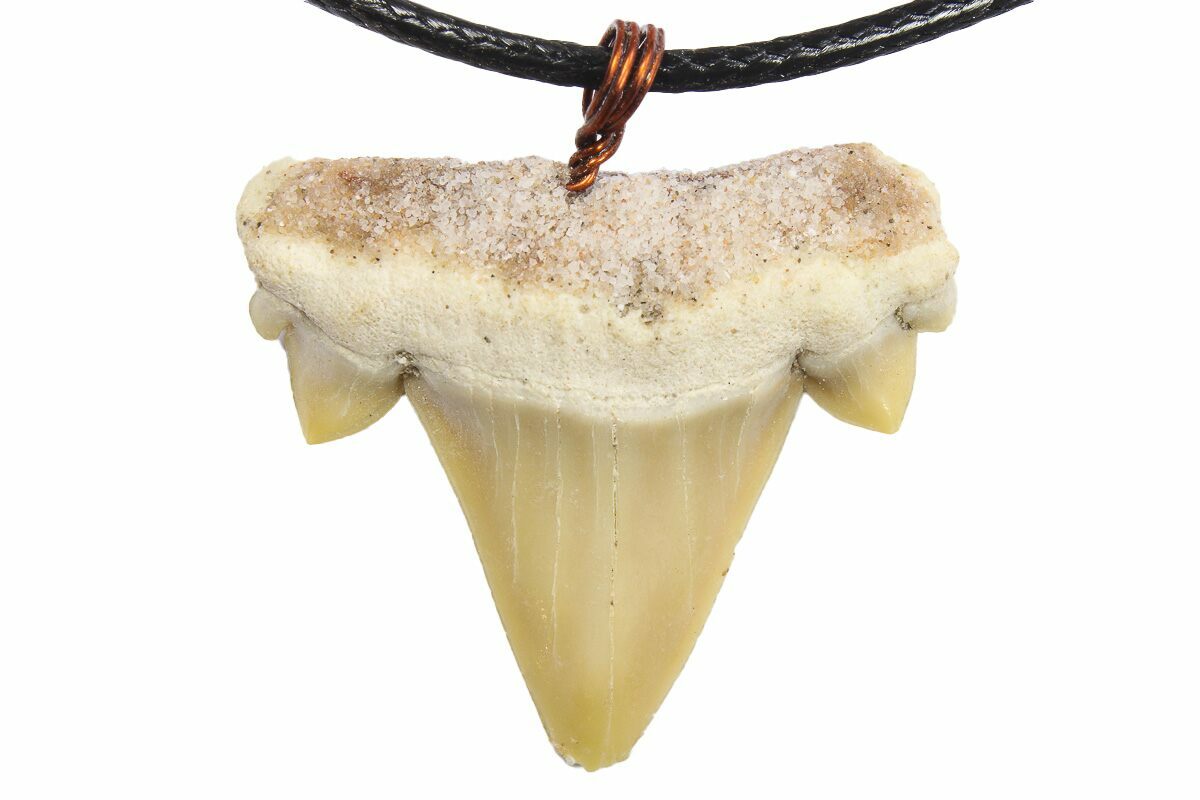 1" Fossil Serratolamna Shark Tooth Necklace (#273583) For Sale ...
