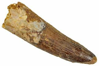 Real Spinosaurus Tooth Necklace - Dinosaur Tooth (#96072) For Sale ...
