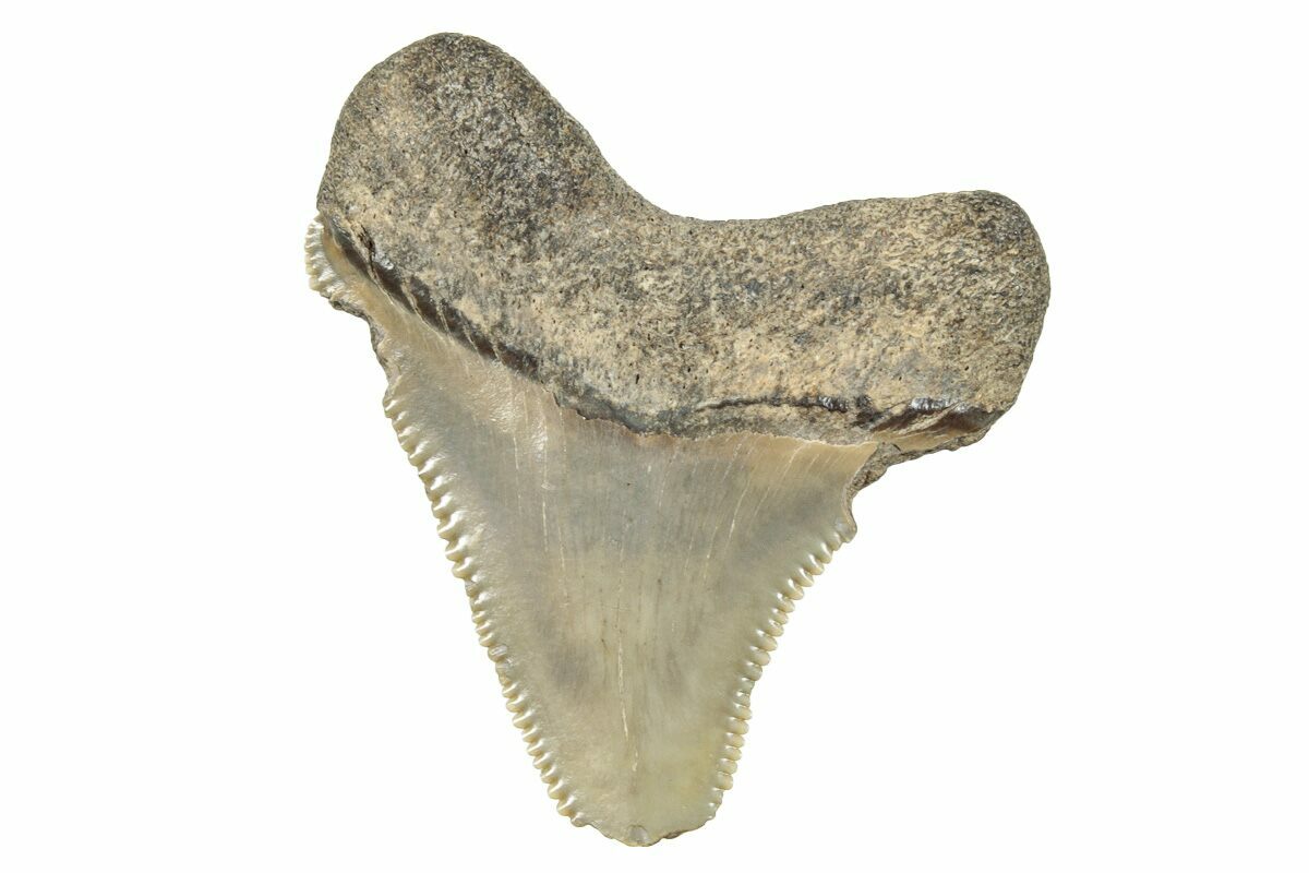 1.64" Serrated Angustidens Tooth - Megalodon Ancestor (#273859) For ...