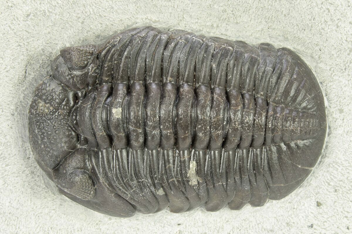 2.05" Eldredgeops Trilobite - Paulding, Ohio (#274037) For Sale ...