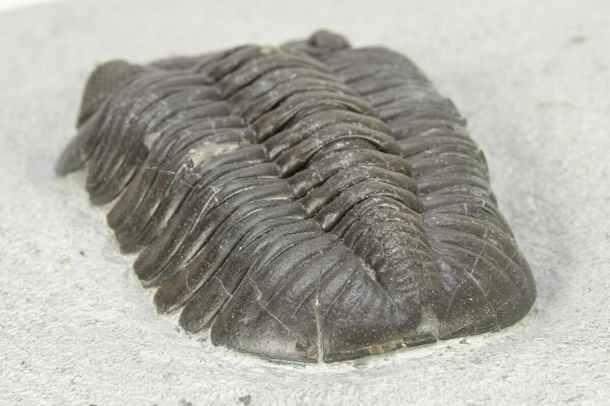 2.05" Eldredgeops Trilobite - Paulding, Ohio (#274037) For Sale ...