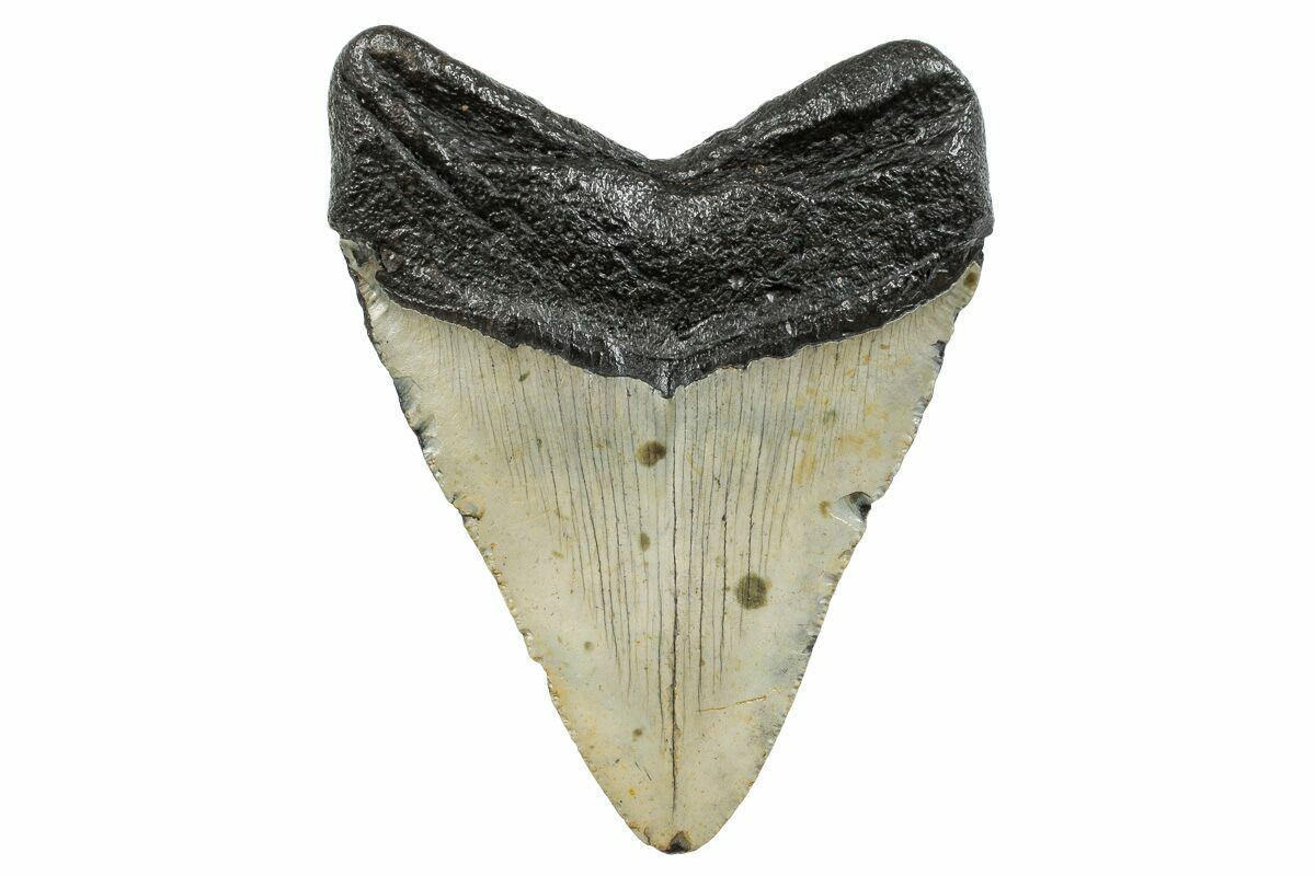 Serrated, 3.69" Fossil Megalodon Tooth - North Carolina (#273967) For ...