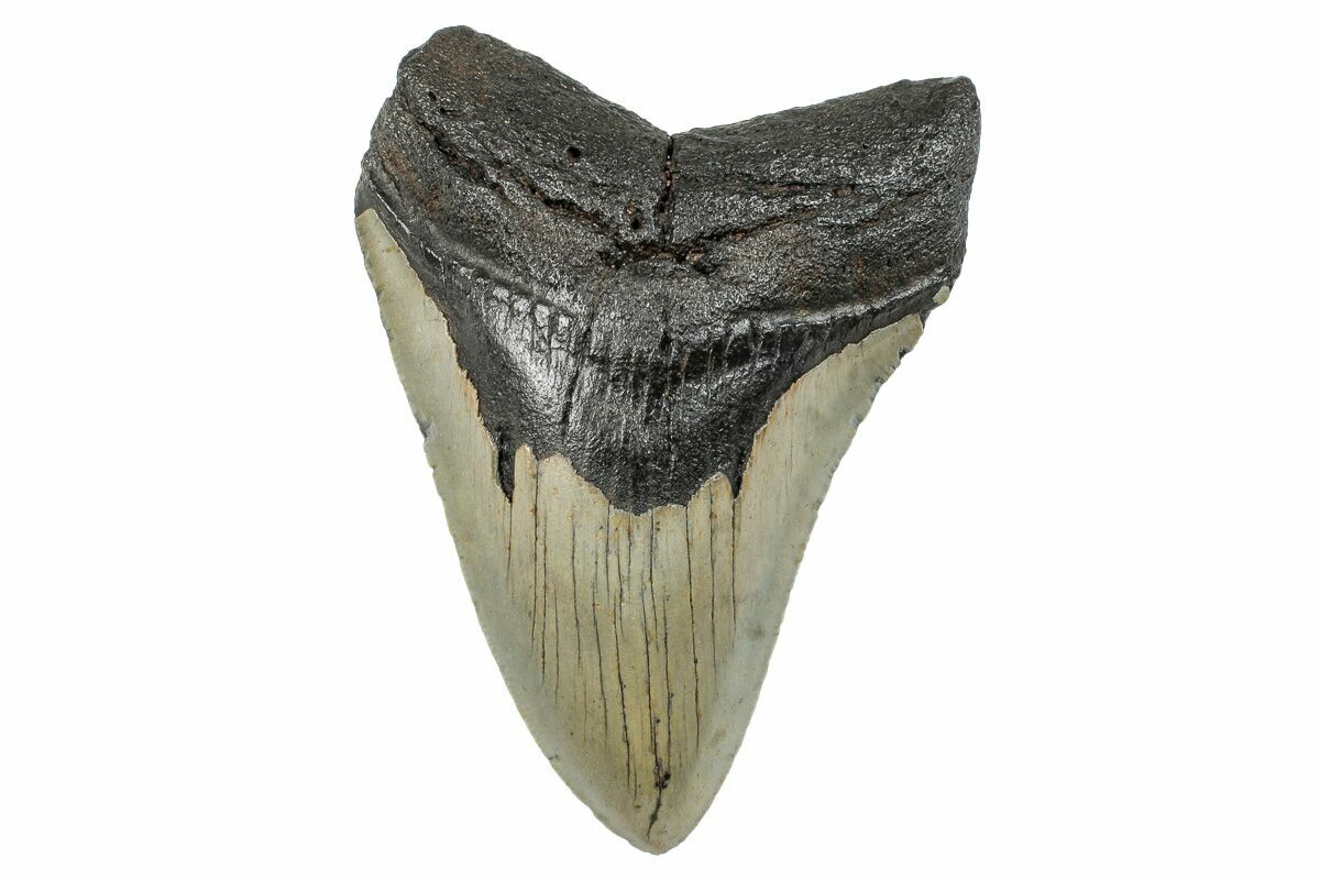 Serrated, 3.95" Fossil Megalodon Tooth - North Carolina (#273974) For ...