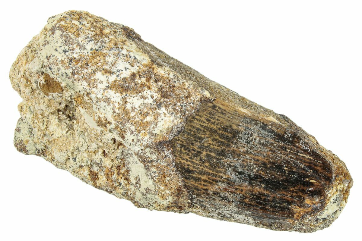 2.41" Fossil Spinosaurus Tooth - Real Dinosaur Tooth (#274114) For Sale ...