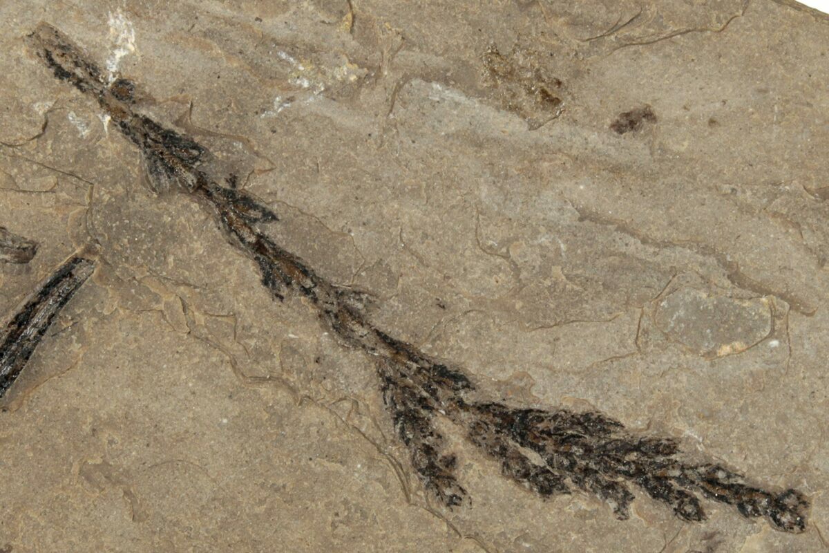 2.1" Conifer (Chamaecyparis?) Fossil - McAbee, BC (#274190) For Sale ...