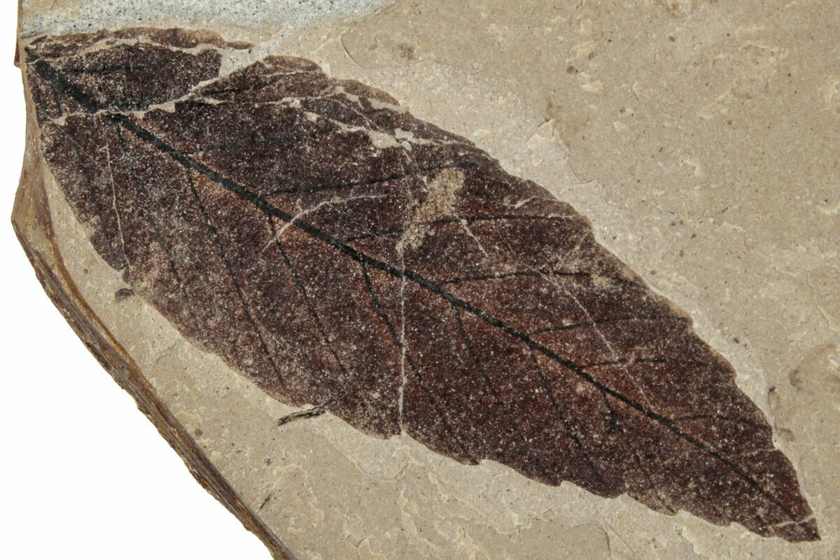 2.1" Fossil Plant (Fagus) Leaf - McAbee, BC (#274230) For Sale ...