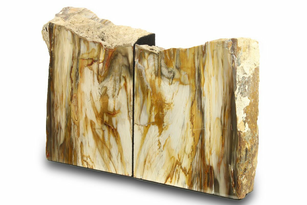 7.7" Tall, Colorful Petrified Wood Bookends - Washington (#274863) For ...