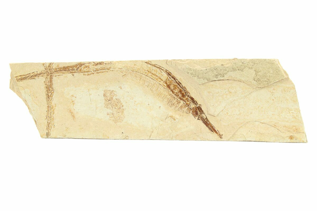 5.55" Fossil Pipefish (Hipposyngnathus) - California (#274980) For Sale ...