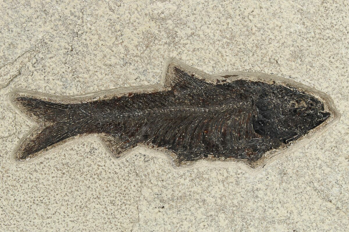 6.6" Detailed Fossil Fish (Knightia) - Huge For Species! (#275176) For ...