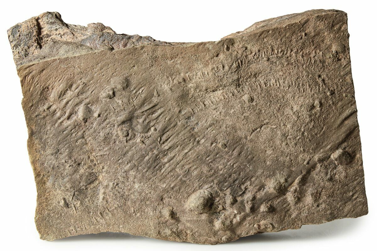 6.2" Cruziana (Fossil Trilobite Trackway) Plate - Morocco (#274964) For ...