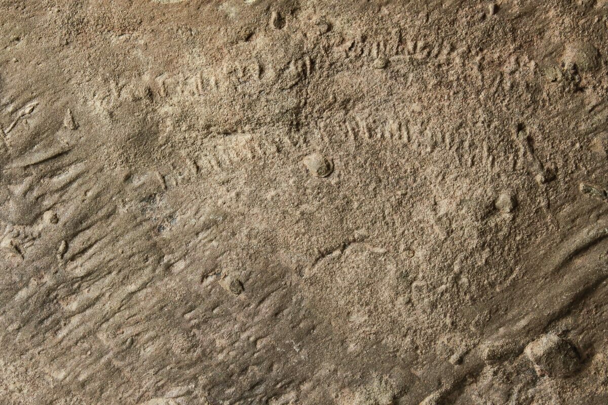 6.2" Cruziana (Fossil Trilobite Trackway) Plate - Morocco (#274964) For ...