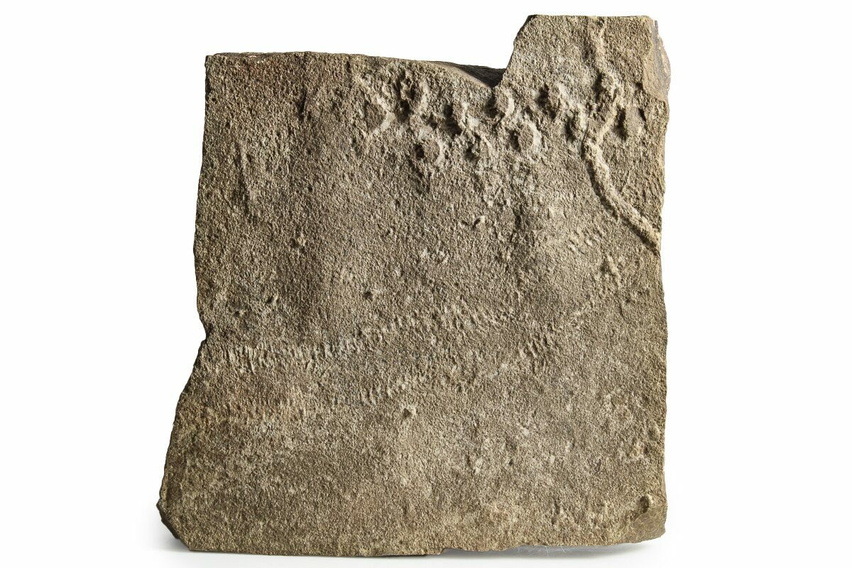 6.45" Cruziana (Fossil Trilobite Trackway) Plate - Morocco (#274972 ...