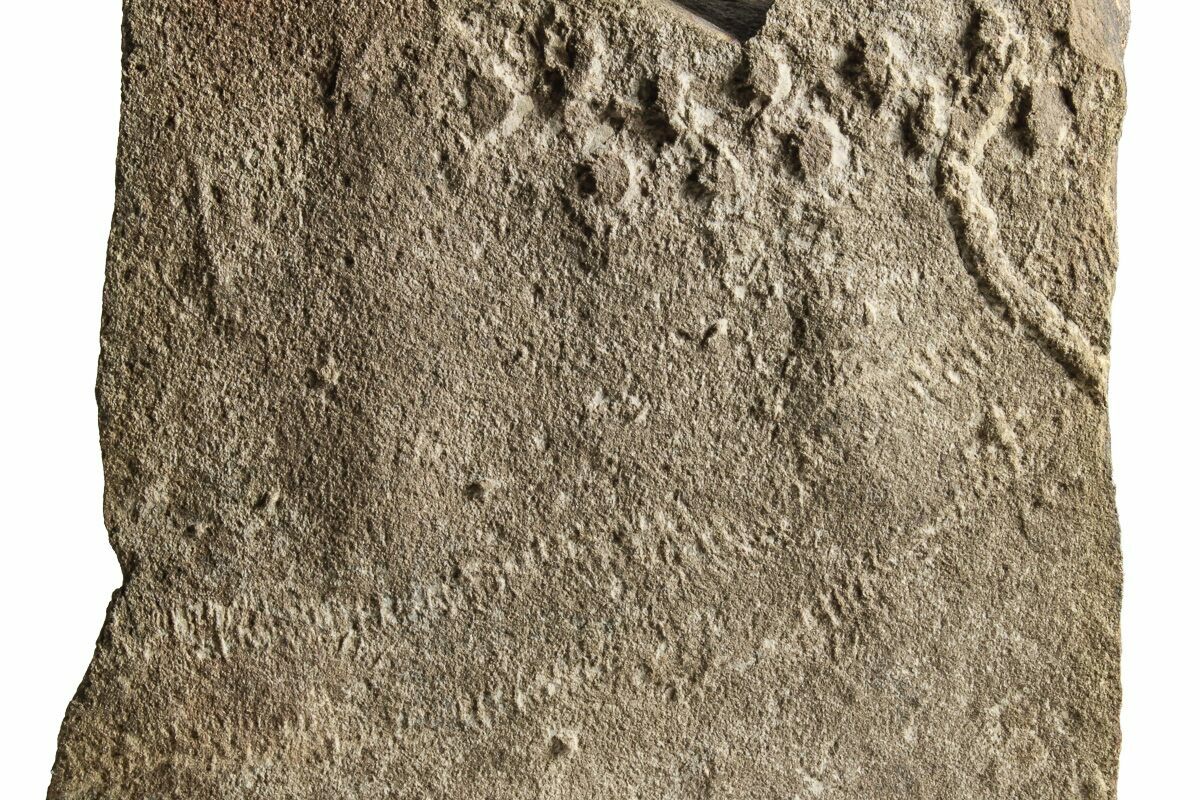 6.45" Cruziana (Fossil Trilobite Trackway) Plate - Morocco (#274972 ...