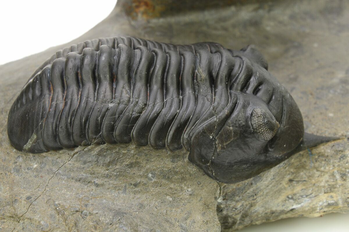 2.1" Morocconites Trilobite Fossil - Ofaten, Morocco (#275228) For Sale ...