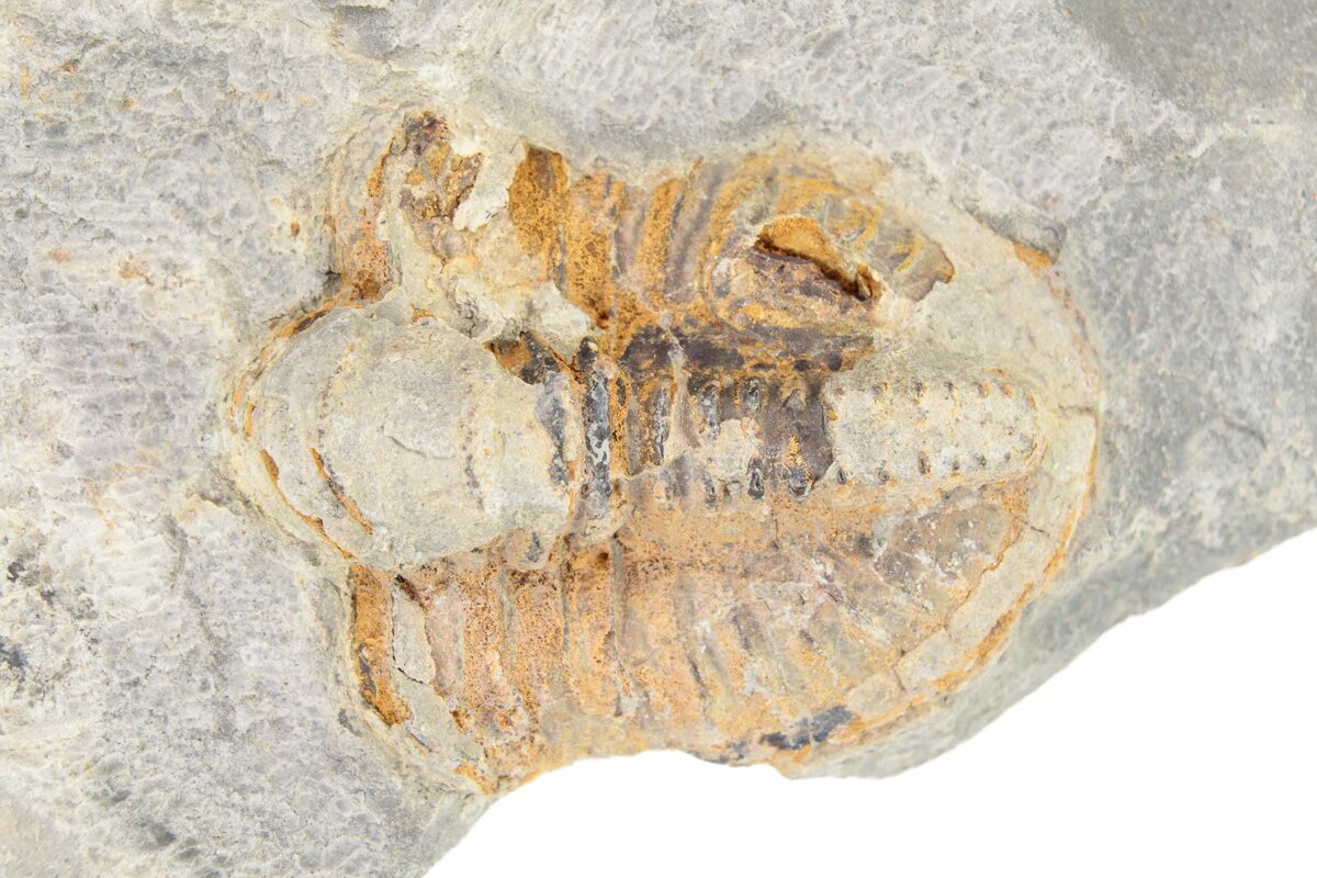 Bargain Trilobite (Ditomopyge) Fossil - Oklahoma (#275328) For Sale ...