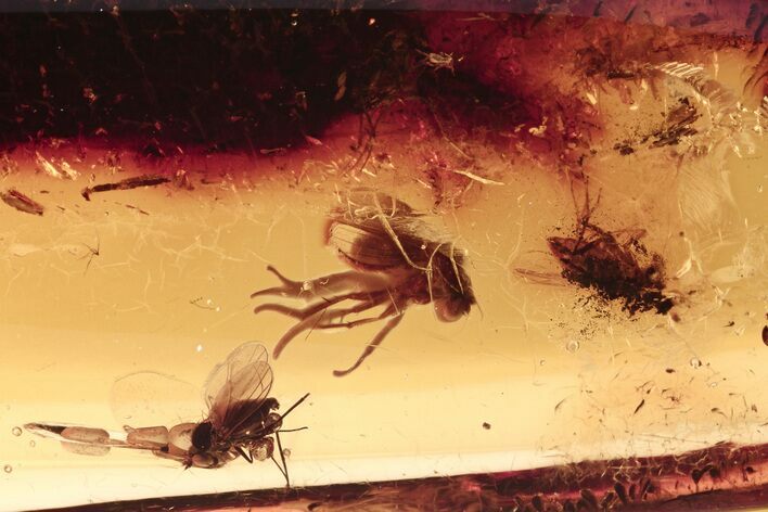 Detailed Fossil Flies and Parasitic Wasp in Baltic Amber (#275404) For ...