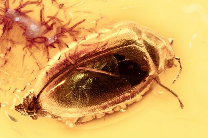 Detailed Fossil Marsh Beetle (Scirtidae) in Baltic Amber (#275413) For ...