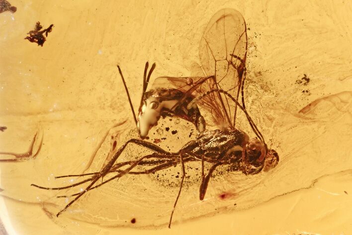 Detailed Fossil Parasitic Wasp (Apocrita) in Baltic Amber (#275505) For ...