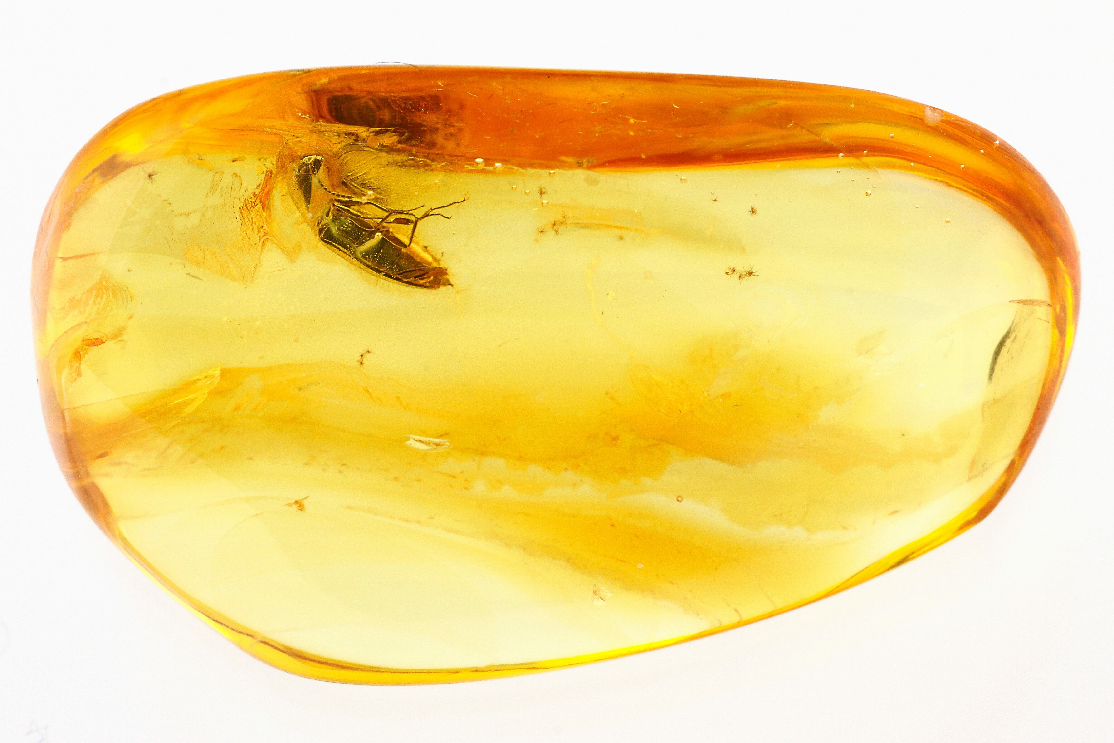 Detailed Fossil False Click Beetle (Eucnemidae) in Baltic Amber ...