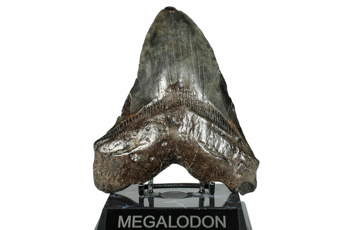 6.00" Fossil Megalodon Tooth - Beast From South Carolina (#276293) For ...