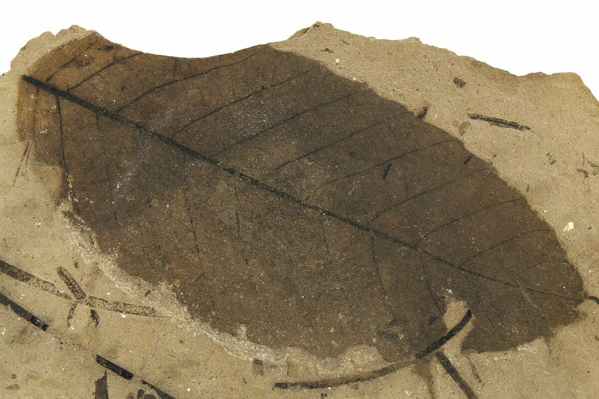 2.9" Fossil Plant (Fagus) Leaf - McAbee, BC (#276340) For Sale ...