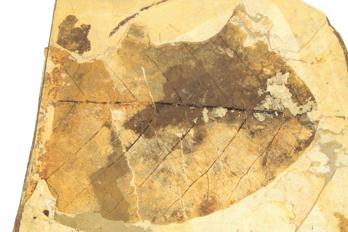 3.6" Fossil Plant (Fagus) Leaf - McAbee, BC (#276348) For Sale ...