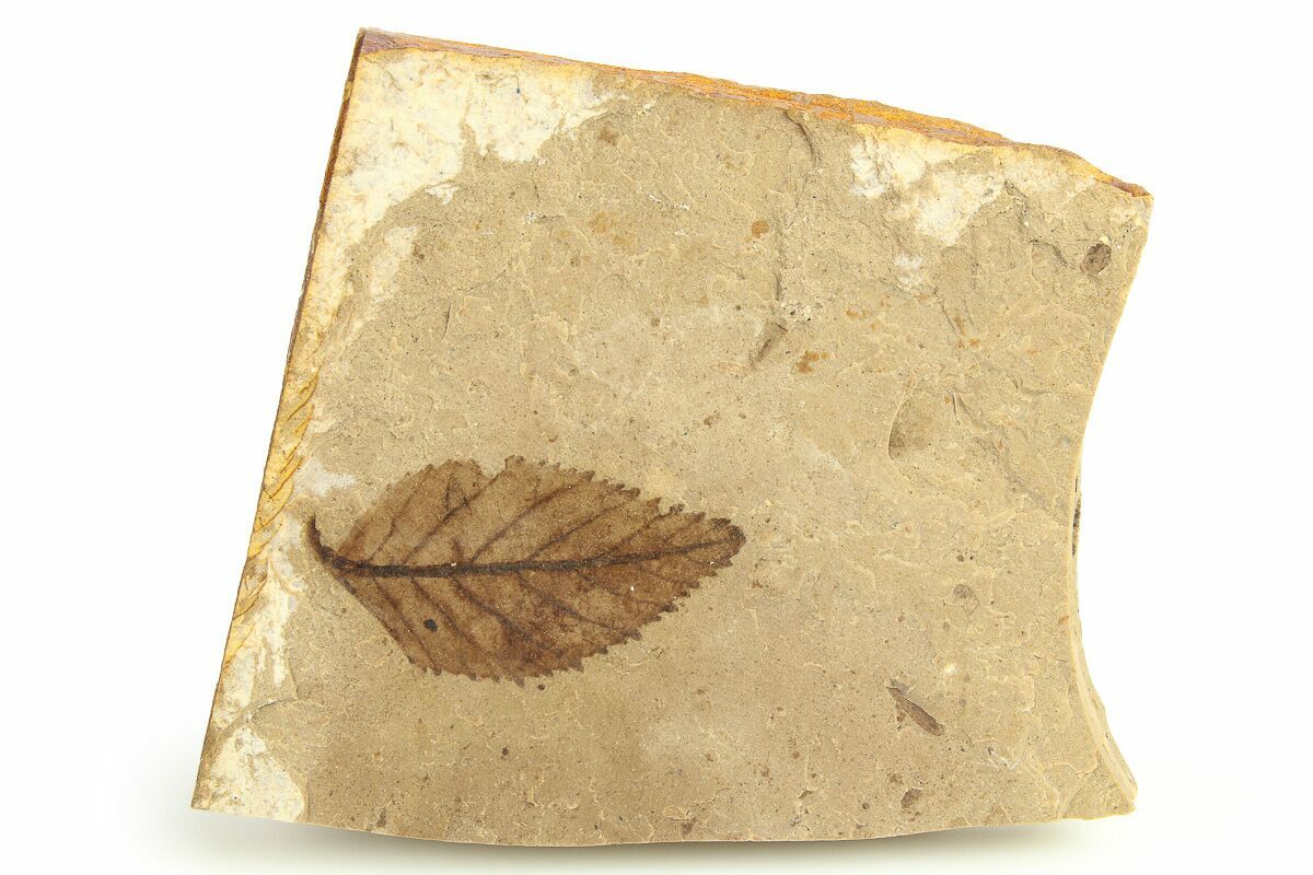 1.1" Fossil Plant (Alnus) Leaf - McAbee, BC (#276371) For Sale ...