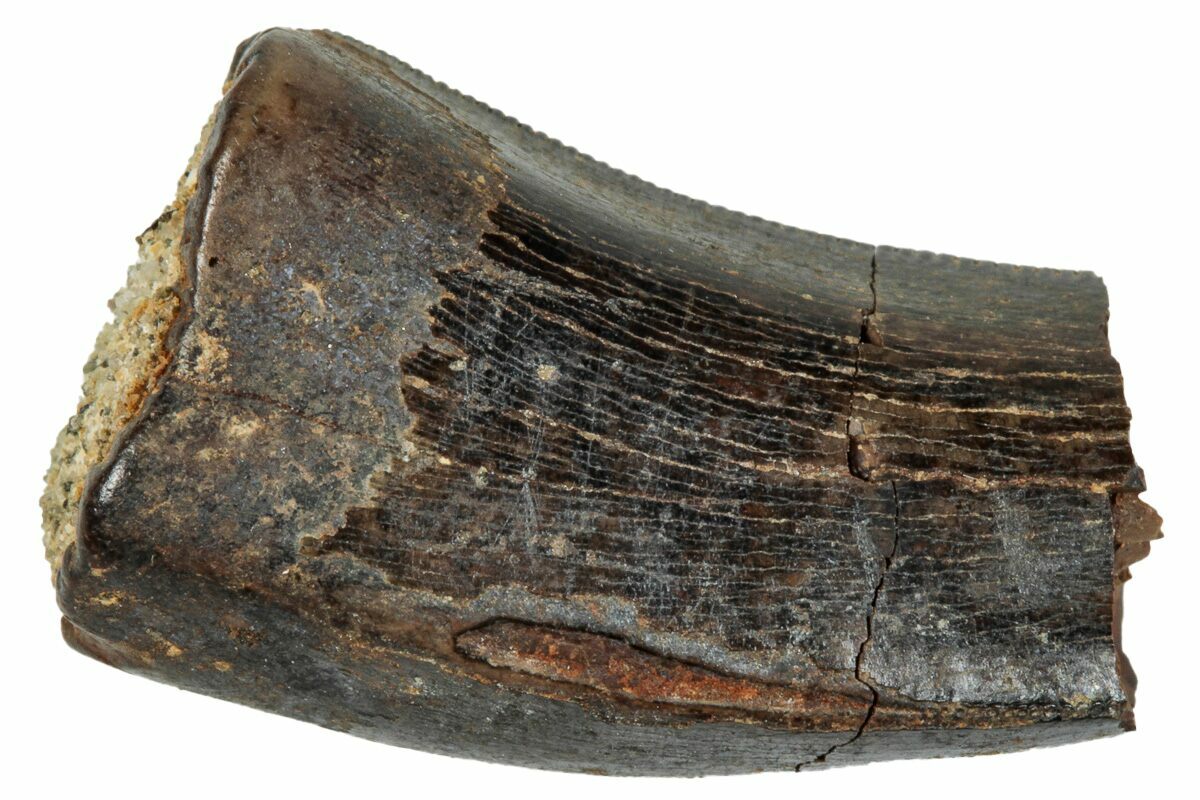 .78" Serrated Tyrannosaur Partial Tooth - Judith River Formation ...