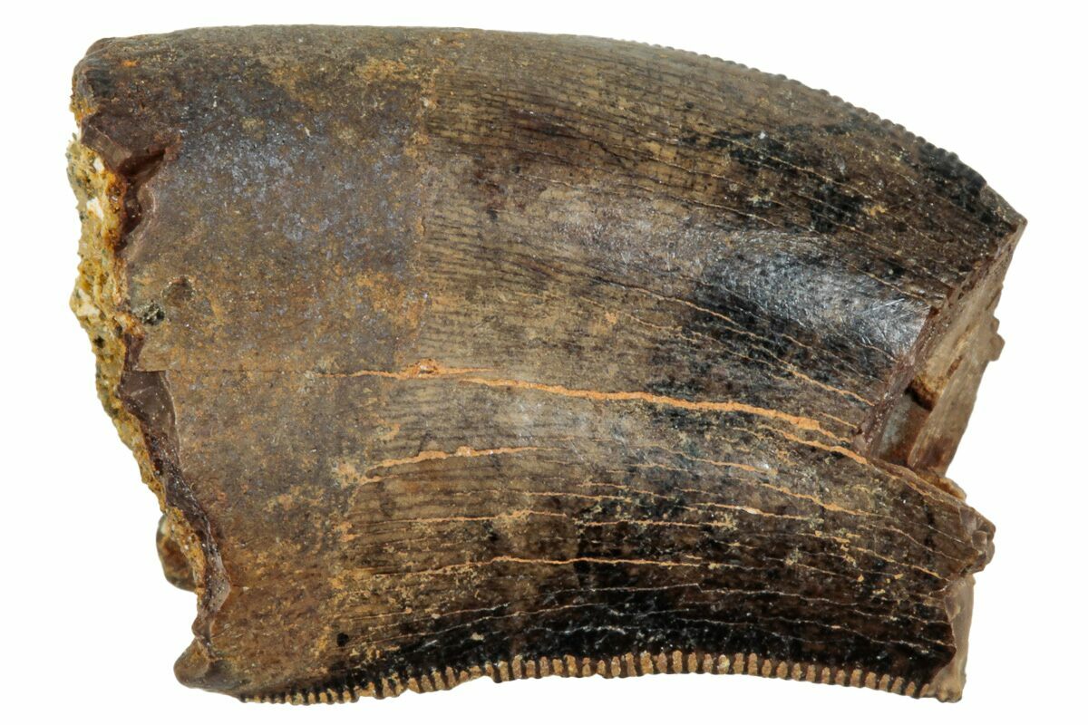 .69" Serrated Tyrannosaur Partial Tooth - Judith River Formation ...