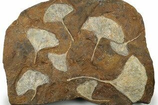 FossilEra - Fossils, Meteorites & Minerals For Sale - FossilEra.com