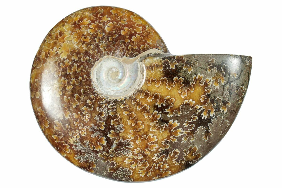 3.2" Polished Cretaceous Ammonite (Cleoniceras) Fossil - Madagascar ...