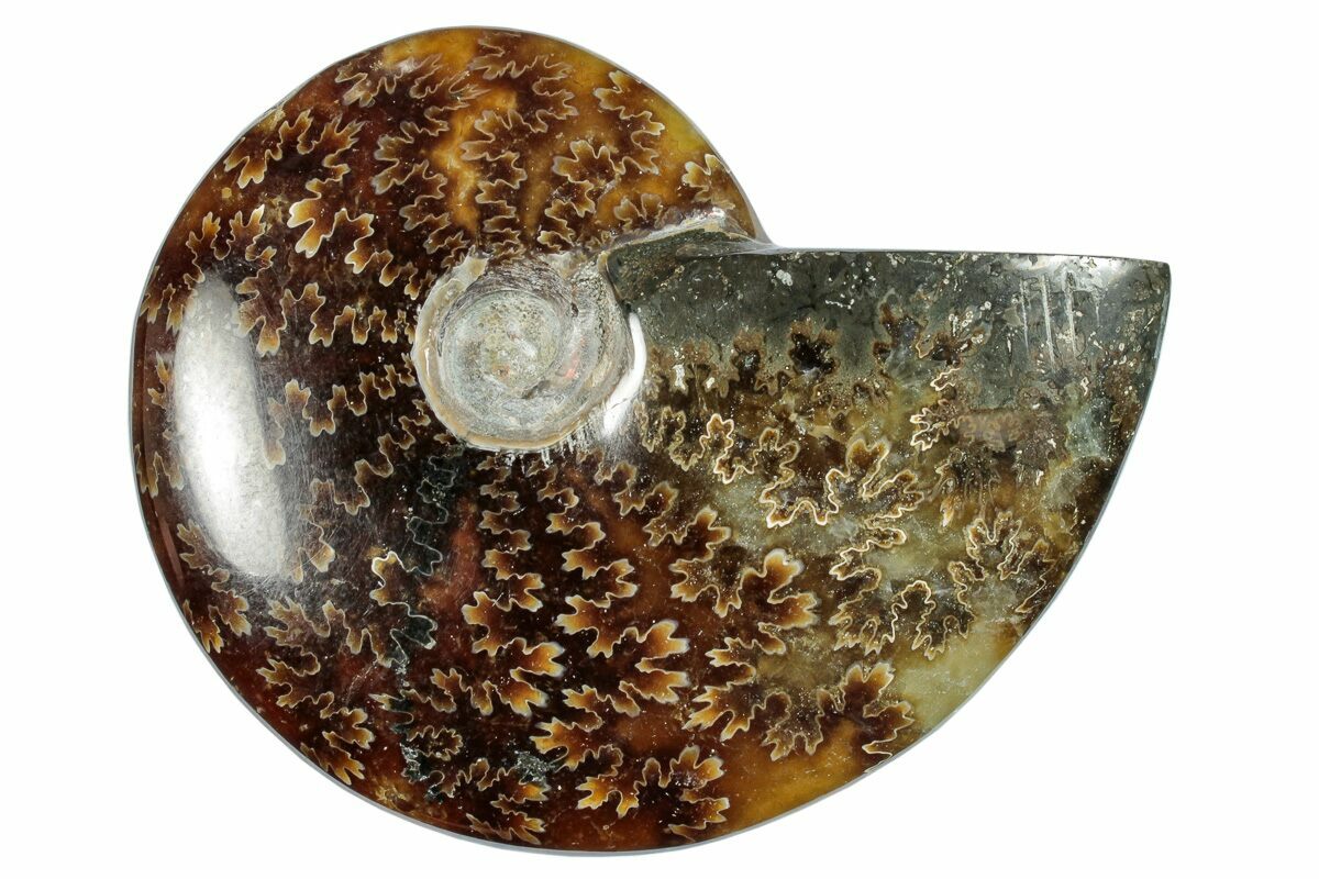 3.15" Polished Cretaceous Ammonite (Cleoniceras) Fossil - Madagascar ...