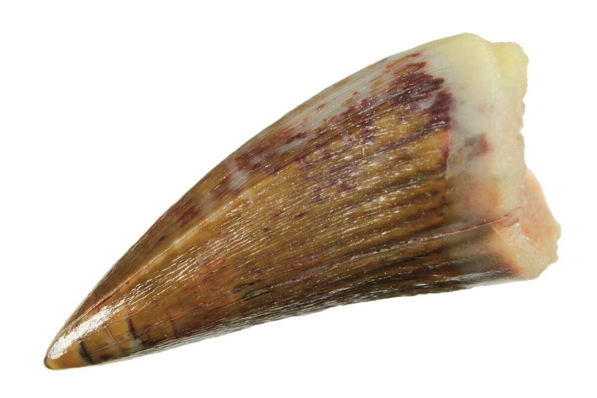 .44" Fossil Amphibian (Apachesaurus) Tooth - Arizona (#277125) For Sale ...